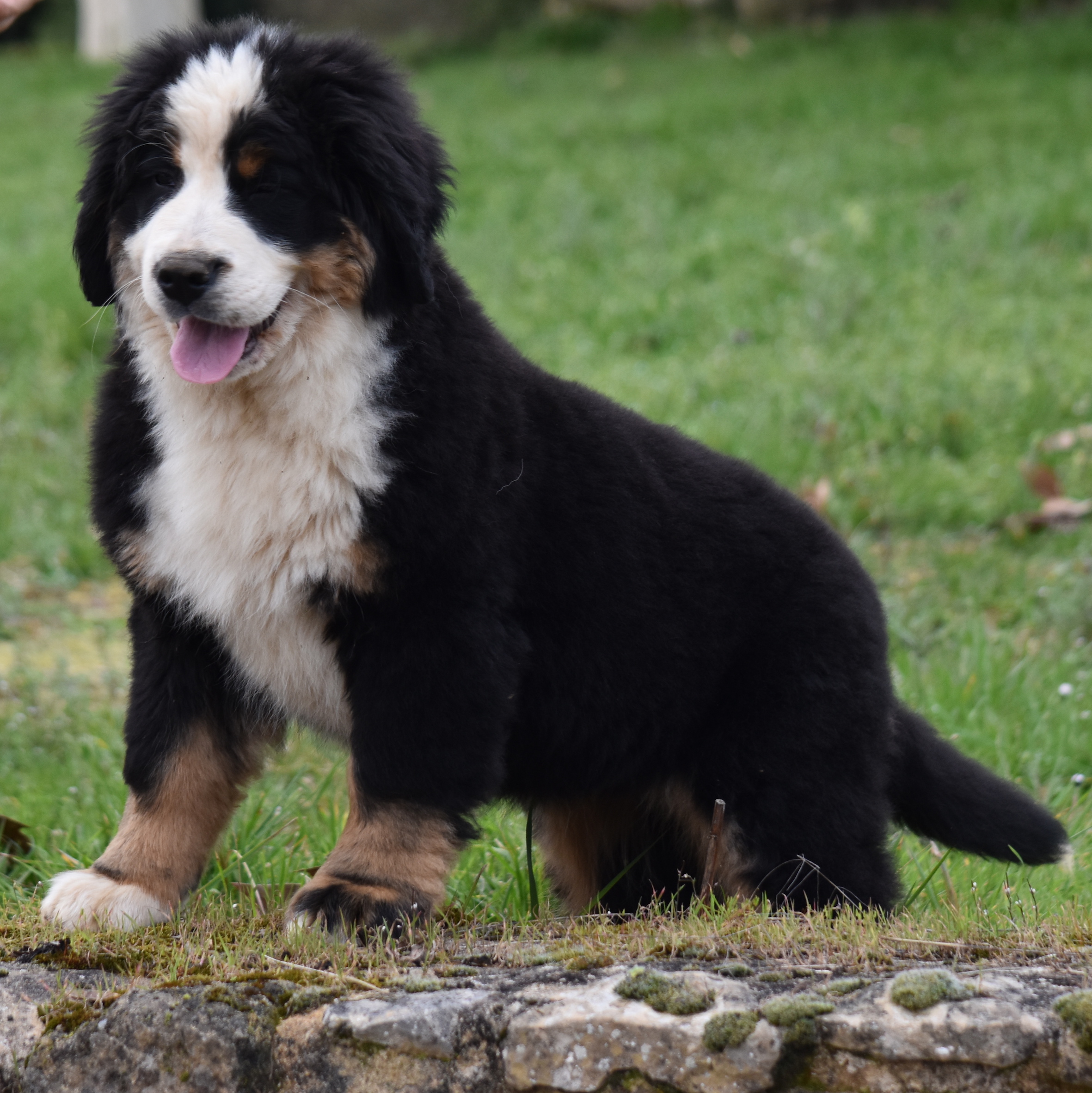 Vente chien bouvier bernois - Chien Bouvier Bernois