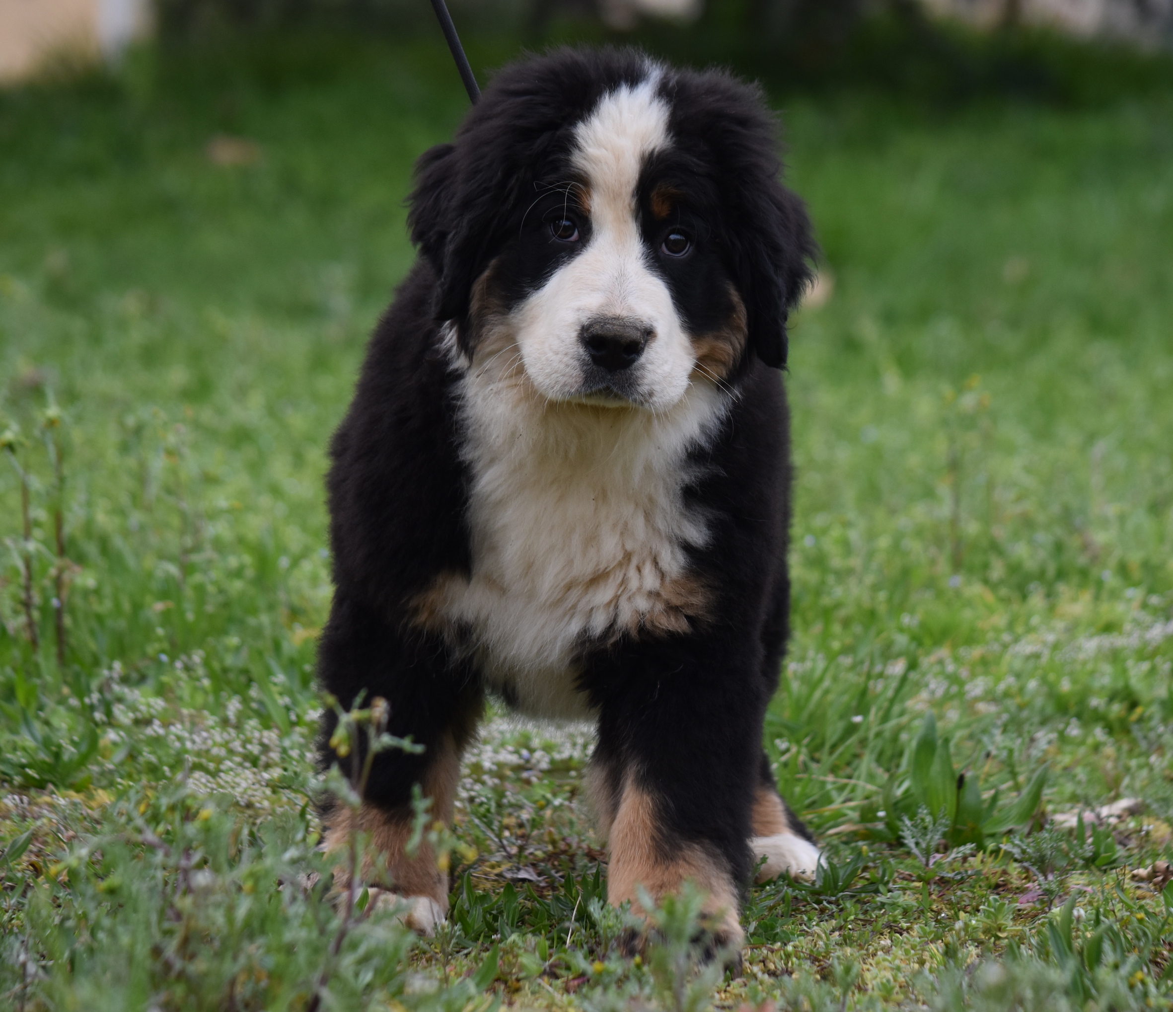 Vente chien bouvier bernois - Chien Bouvier Bernois