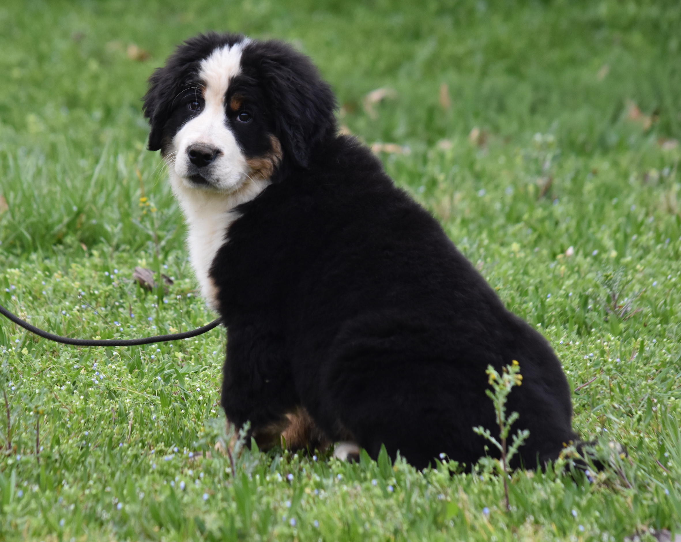Vente chien bouvier bernois - Chien Bouvier Bernois